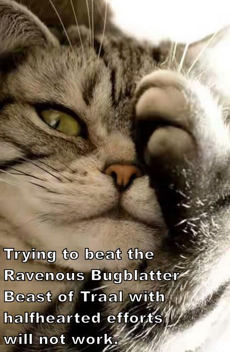 Must work harder - Lolcats - lol | cat memes | funny cats | funny cat ...