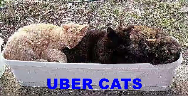 Uber cats - Lolcats - lol | cat memes | funny cats | funny cat pictures with words on them ...