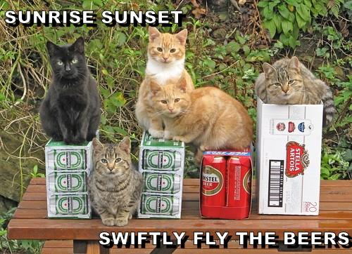 Sunrise sunset - Lolcats - lol | cat memes | funny cats | funny cat ...