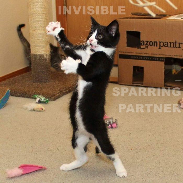 Invisible - Lolcats - lol | cat memes | funny cats | funny cat pictures ...