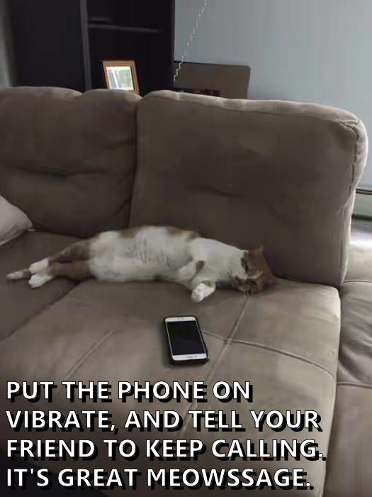 Meowssage - Lolcats - lol | cat memes | funny cats | funny cat pictures ...
