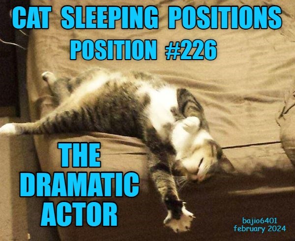 Cat sleeping positions #226 - Lolcats - lol | cat memes | funny cats ...