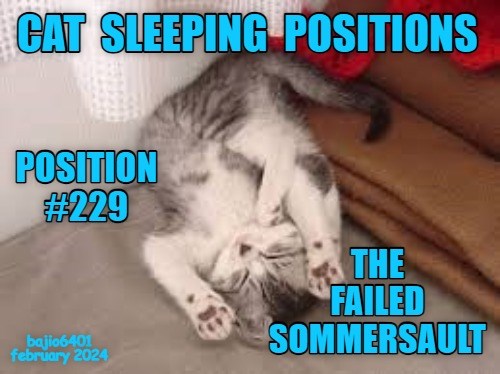 Cat sleeping positions #229 - Lolcats - lol | cat memes | funny cats ...