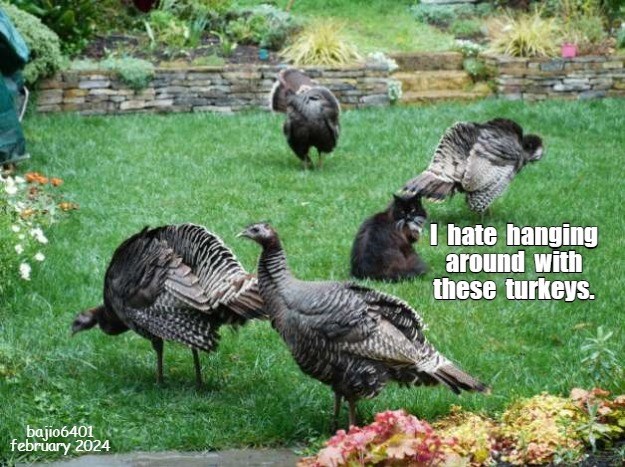 Turkeys - Lolcats - lol | cat memes | funny cats | funny cat pictures ...