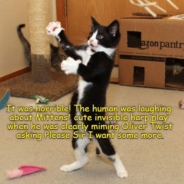 Misunderstood - Lolcats - lol | cat memes | funny cats | funny cat ...