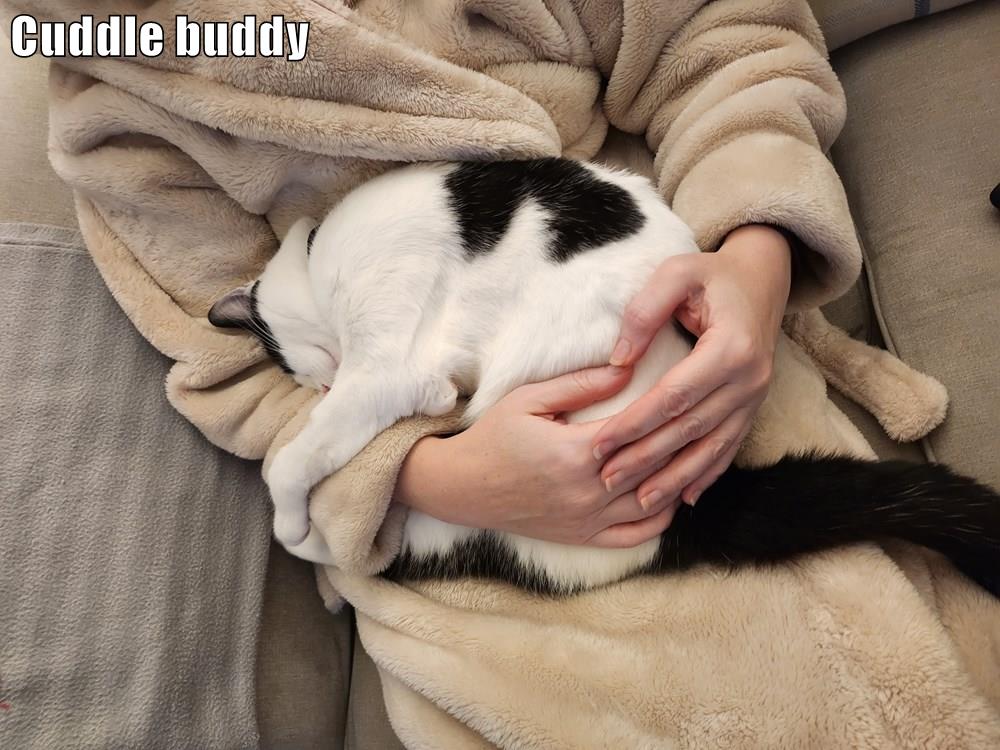 Cuddle buddy - Lolcats - lol | cat memes | funny cats | funny cat ...
