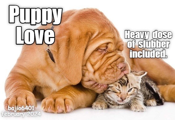 Love hurts - Lolcats - lol | cat memes | funny cats | funny cat ...