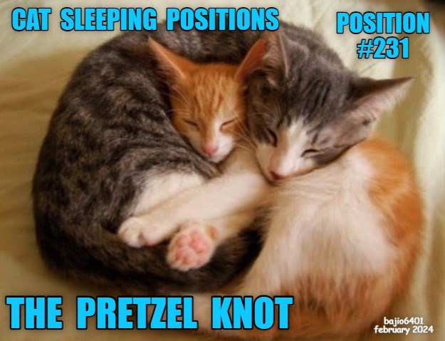 Cat sleeping positions #231 - Lolcats - lol | cat memes | funny cats ...
