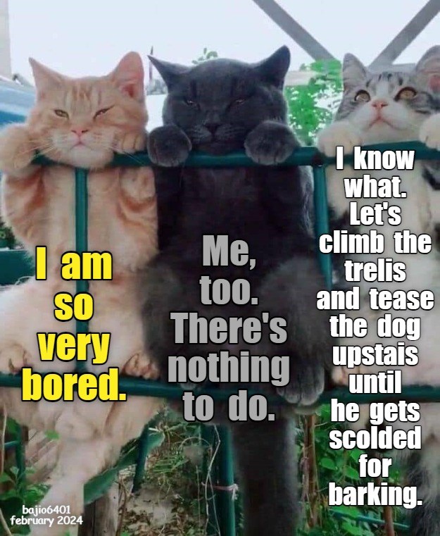 I know what! - Lolcats - lol | cat memes | funny cats | funny cat ...