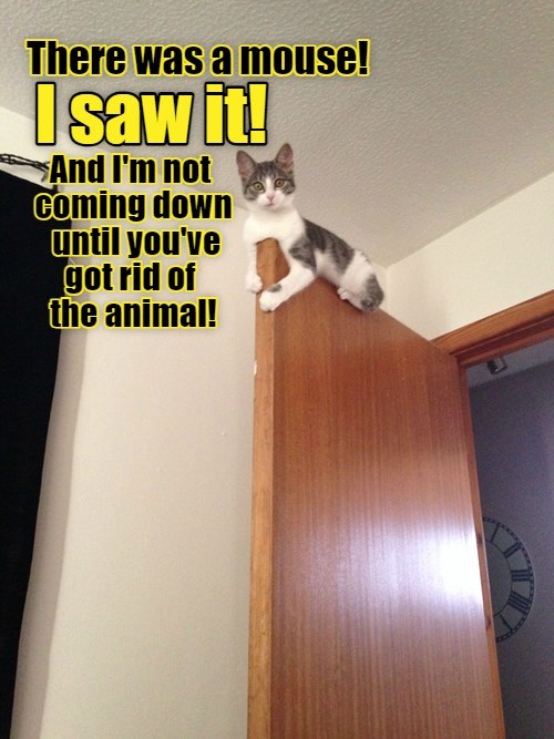 I saw a mouse! - Lolcats - lol | cat memes | funny cats | funny cat ...