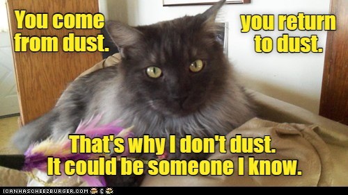 Dusting - Lolcats - lol | cat memes | funny cats | funny cat pictures ...