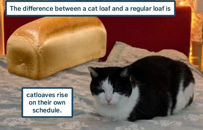 Untimed - Lolcats - lol | cat memes | funny cats | funny cat pictures ...