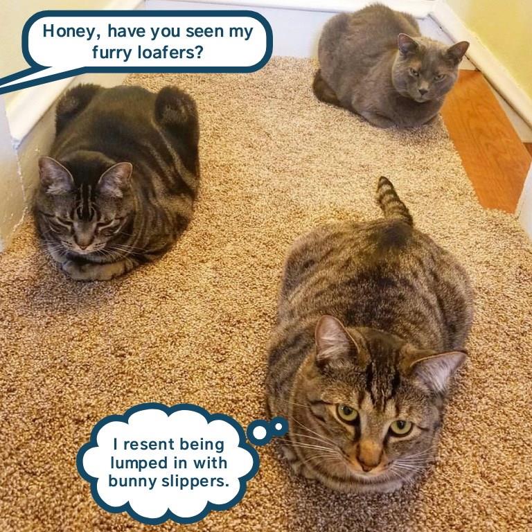 Catloaf trio - Lolcats - lol | cat memes | funny cats | funny cat ...