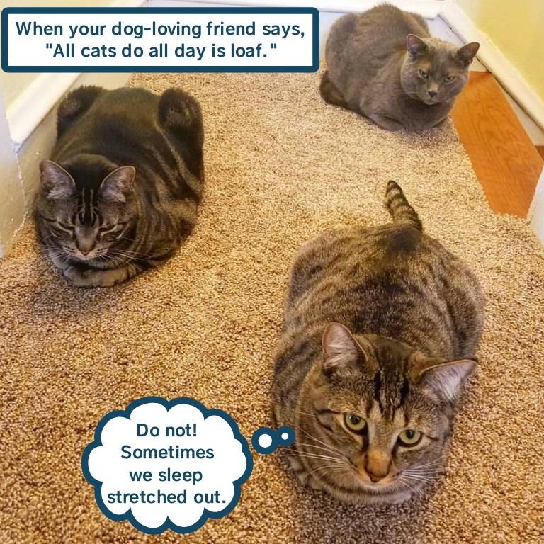 Or curled up - Lolcats - lol | cat memes | funny cats | funny cat ...