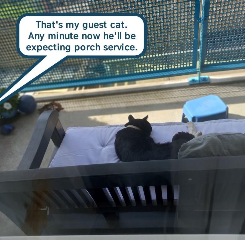 Guest cat - Lolcats - lol | cat memes | funny cats | funny cat pictures ...