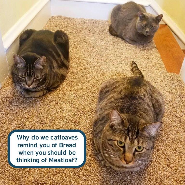 Loaf - Lolcats - lol | cat memes | funny cats | funny cat pictures with ...