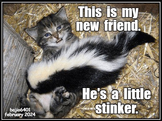 A little stinker - Lolcats - lol | cat memes | funny cats | funny cat ...