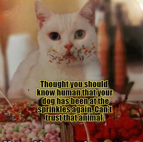 Can't trust that animal - Lolcats - lol | cat memes | funny cats ...