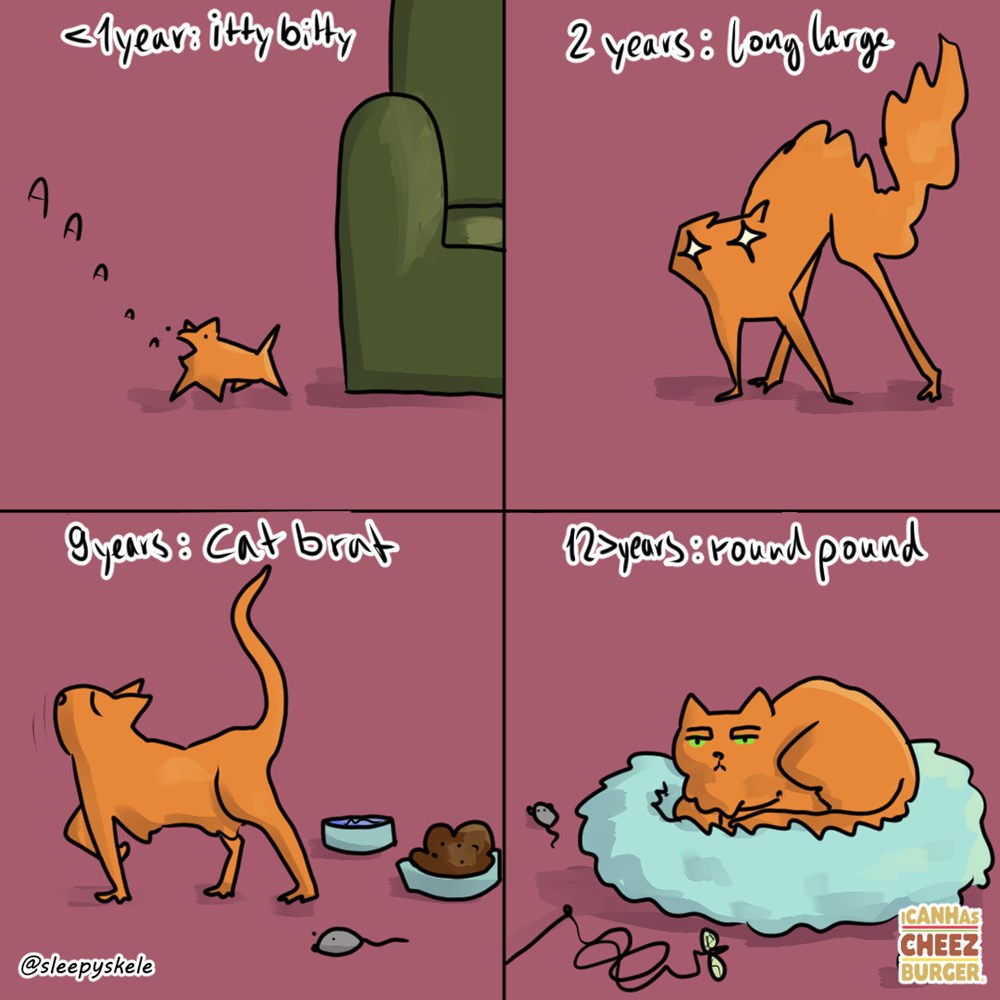 The Stages Of A Cat - I Can Has Cheezburger?