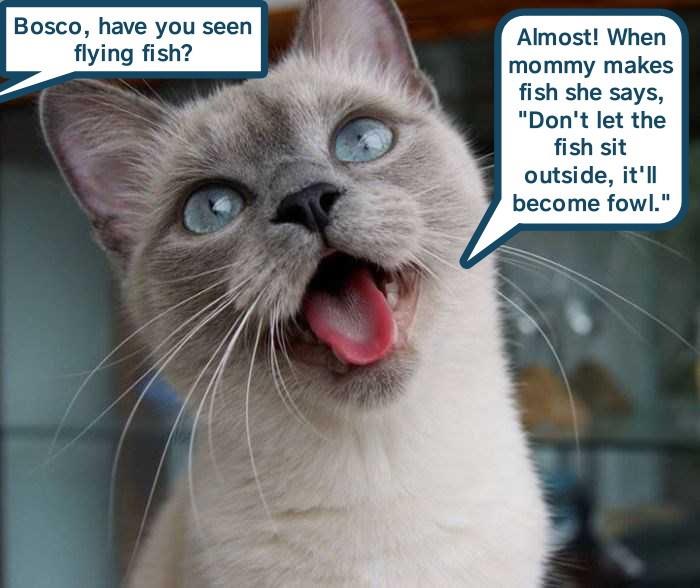 Fishy flight - Lolcats - lol | cat memes | funny cats | funny cat ...