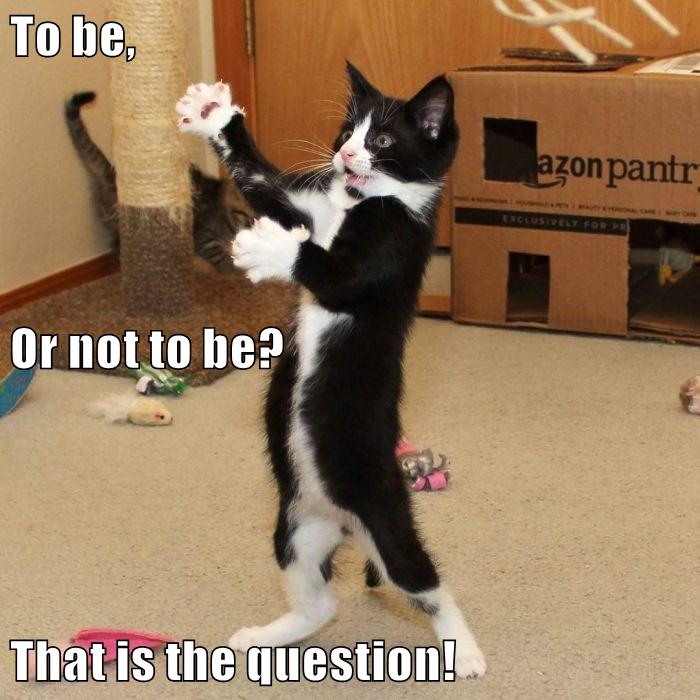 That is the question - Lolcats - lol | cat memes | funny cats | funny ...