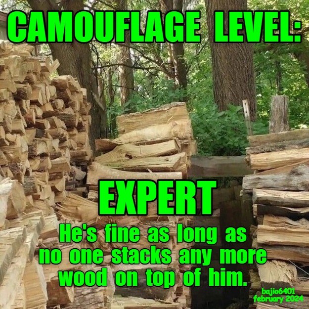 RUSTIC CAMOUFLAGE - Lolcats - lol | cat memes | funny cats | funny cat ...