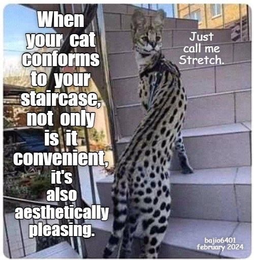 Just call him Stretch - Lolcats - lol | cat memes | funny cats | funny ...