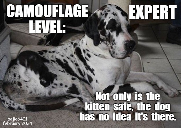 Shh don't tell him - Lolcats - lol | cat memes | funny cats | funny cat ...