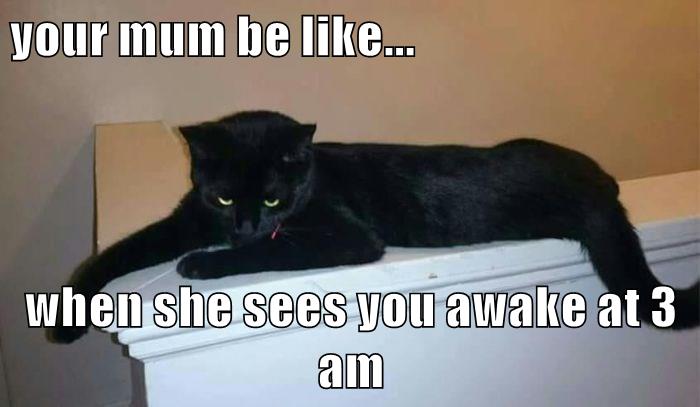 3 am wake up call - Lolcats - lol | cat memes | funny cats | funny cat ...