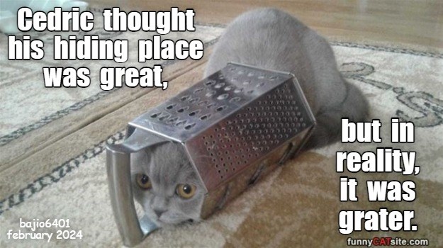 Grater - Lolcats - lol | cat memes | funny cats | funny cat pictures ...