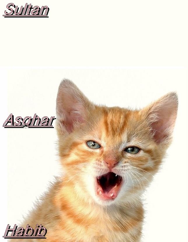 Sultan Asghar Habib - Lolcats - lol | cat memes | funny cats | funny ...