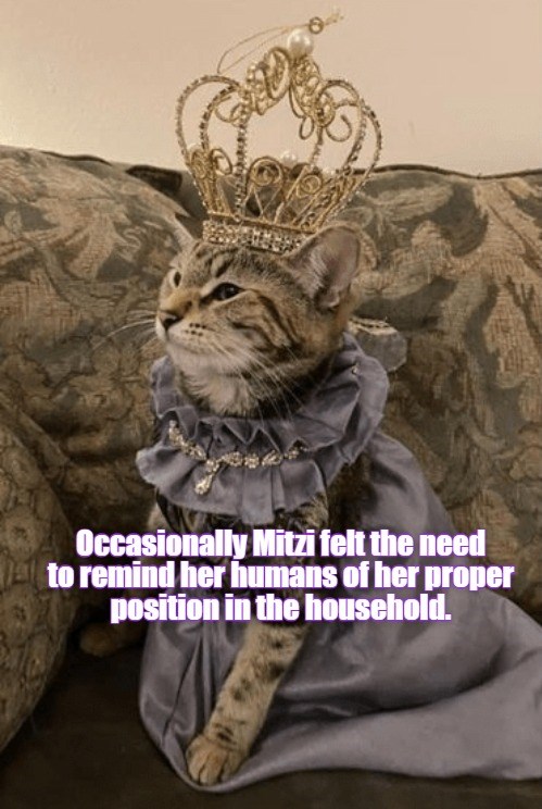 Her Royal Catness, Princess Mitzi - I Can Has Cheezburger?
