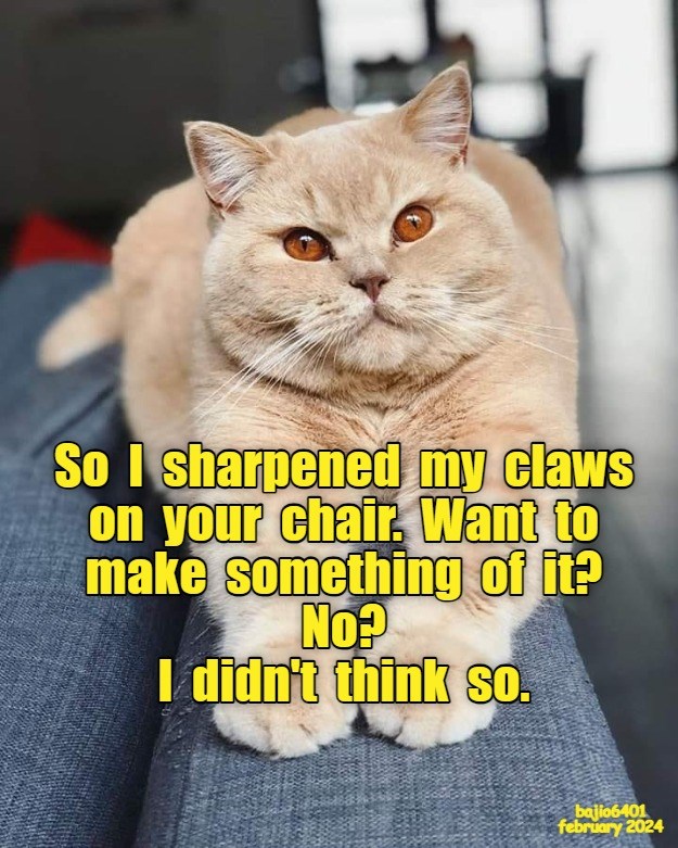 Challenge declined - Lolcats - lol | cat memes | funny cats | funny cat ...