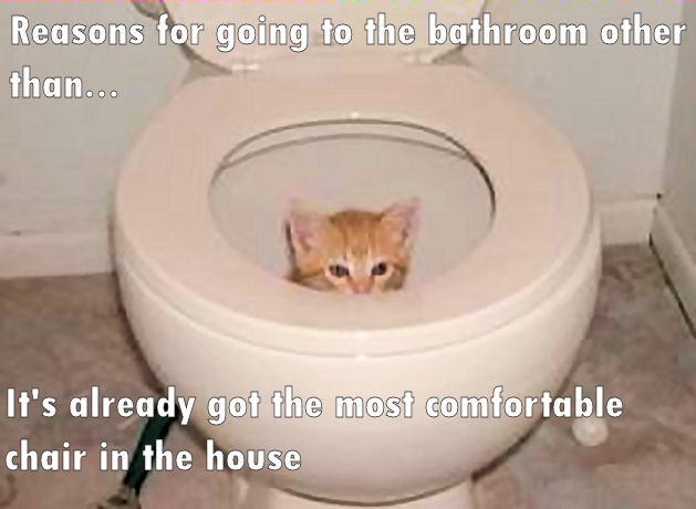 'Cept for the flushing - Lolcats - lol | cat memes | funny cats | funny ...