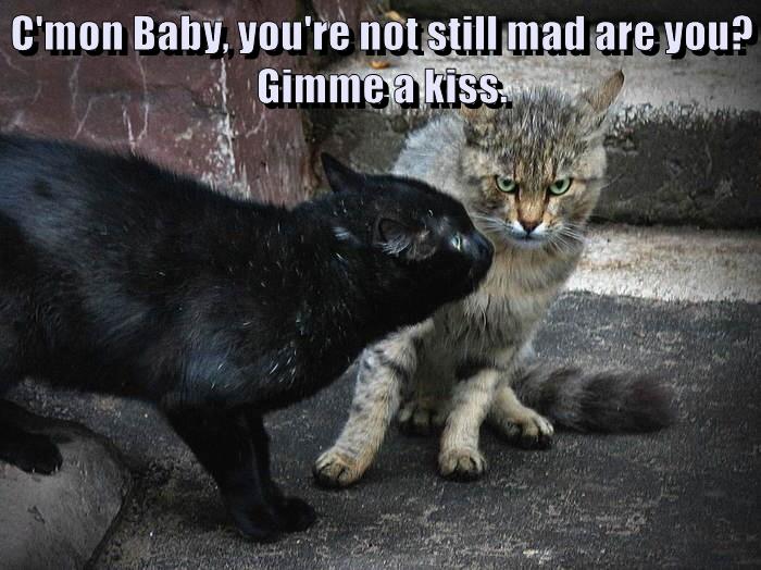 C'mon Baby, you're not still mad are you? Gimme a kiss. - Lolcats - lol | cat memes | funny cats ...