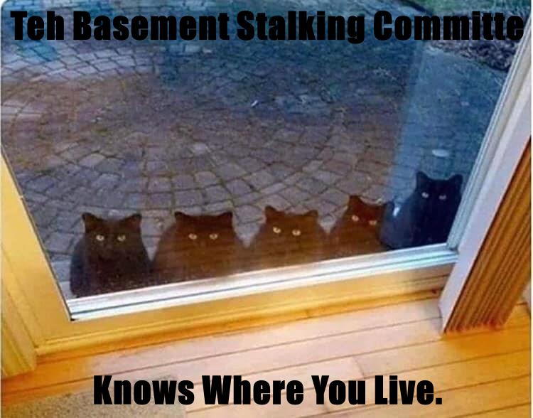 Teh Basement Stalking Committe - Lolcats - lol | cat memes | funny cats | funny cat pictures ...