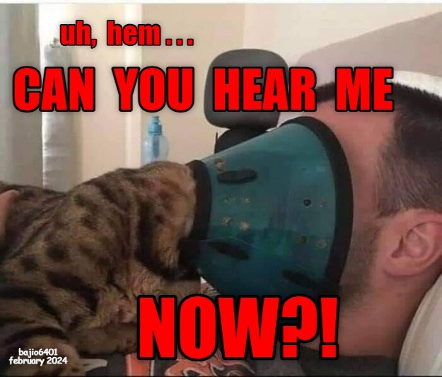 loud and clear - Lolcats - lol | cat memes | funny cats | funny cat ...