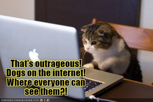 It shouldn't be allowed - Lolcats - lol | cat memes | funny cats ...