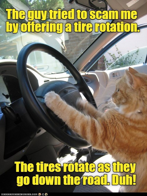 Duh - Lolcats - lol | cat memes | funny cats | funny cat pictures with ...