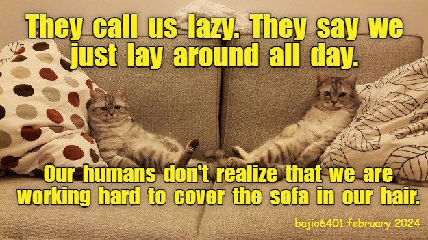 It's a tough job - Lolcats - lol | cat memes | funny cats | funny cat ...