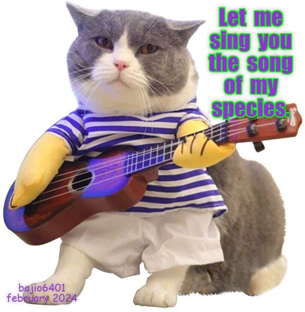Let's rock - Lolcats - lol | cat memes | funny cats | funny cat ...