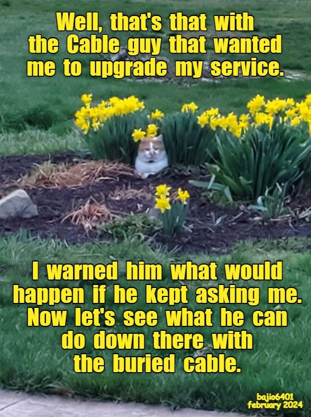 Cable guy - Lolcats - lol | cat memes | funny cats | funny cat pictures ...