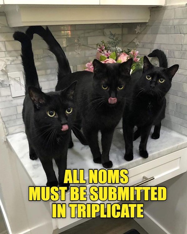 Submission time - Lolcats - lol | cat memes | funny cats | funny cat ...