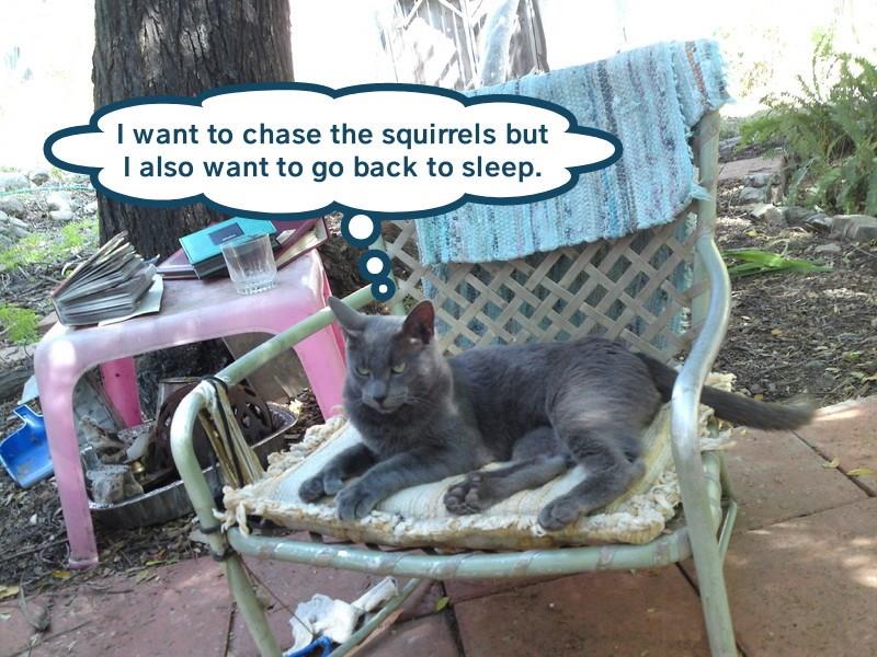 The spirit is willing but the flesh is weak - Lolcats - lol | cat memes ...