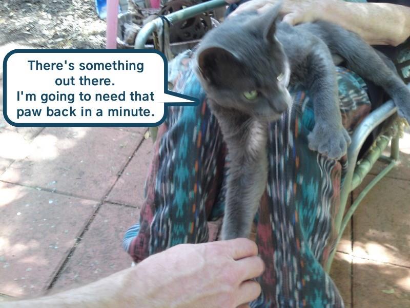 Give it back - Lolcats - lol | cat memes | funny cats | funny cat ...