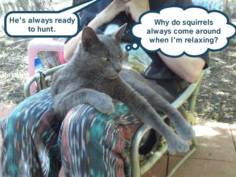 Go away, I'm catnapping - Lolcats - lol | cat memes | funny cats ...