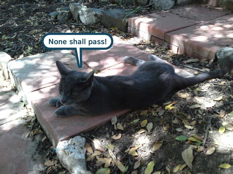 Meownty Python knight - Lolcats - lol | cat memes | funny cats | funny ...