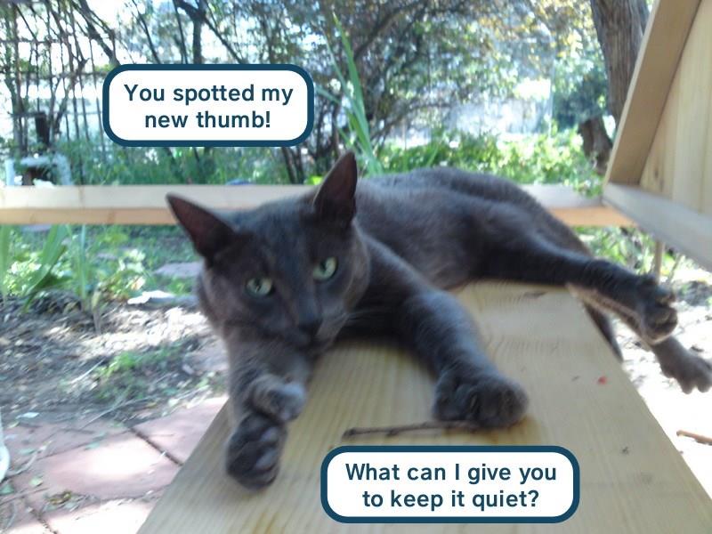 Element of surprise lost - Lolcats - lol | cat memes | funny cats ...