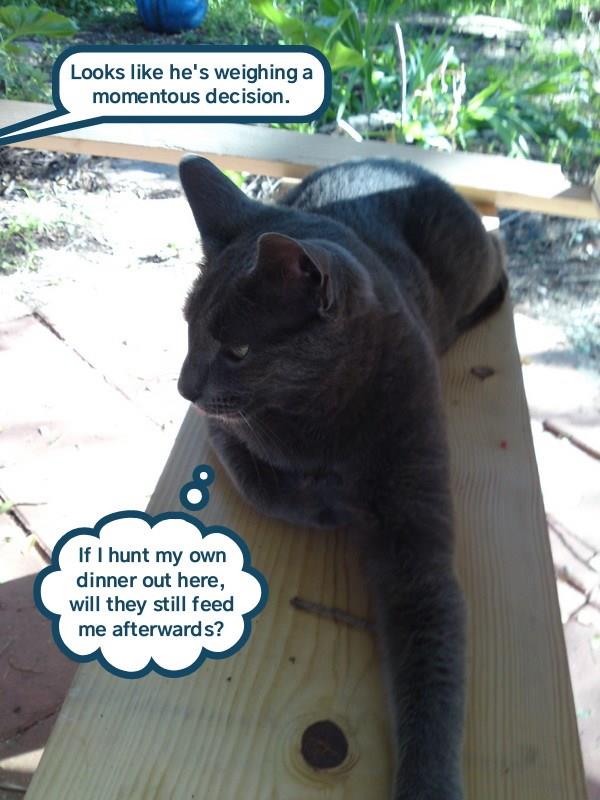 To nom, or not to nom - Lolcats - lol | cat memes | funny cats | funny ...