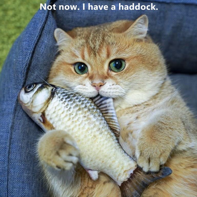 Haddock Memes Not Now Lolcats Lol | Cat Memes | Funny Cats | Funny